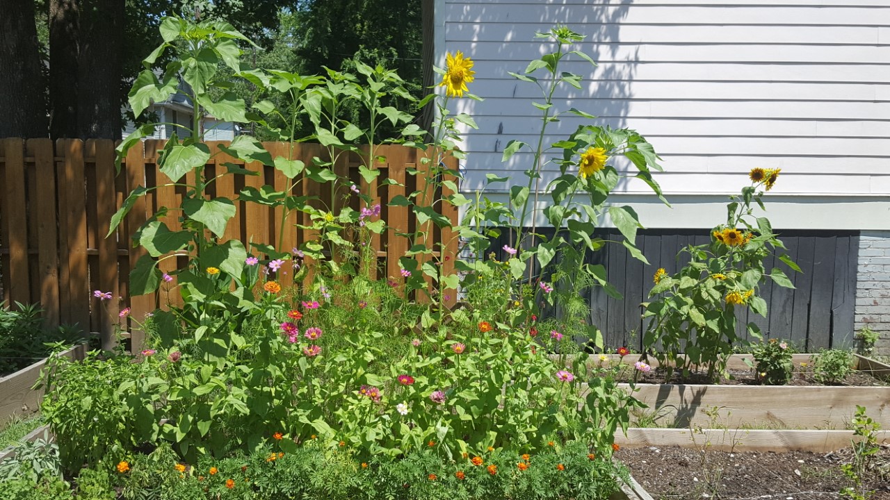 Pollinator Plot – The Great Southeast Pollinator Census